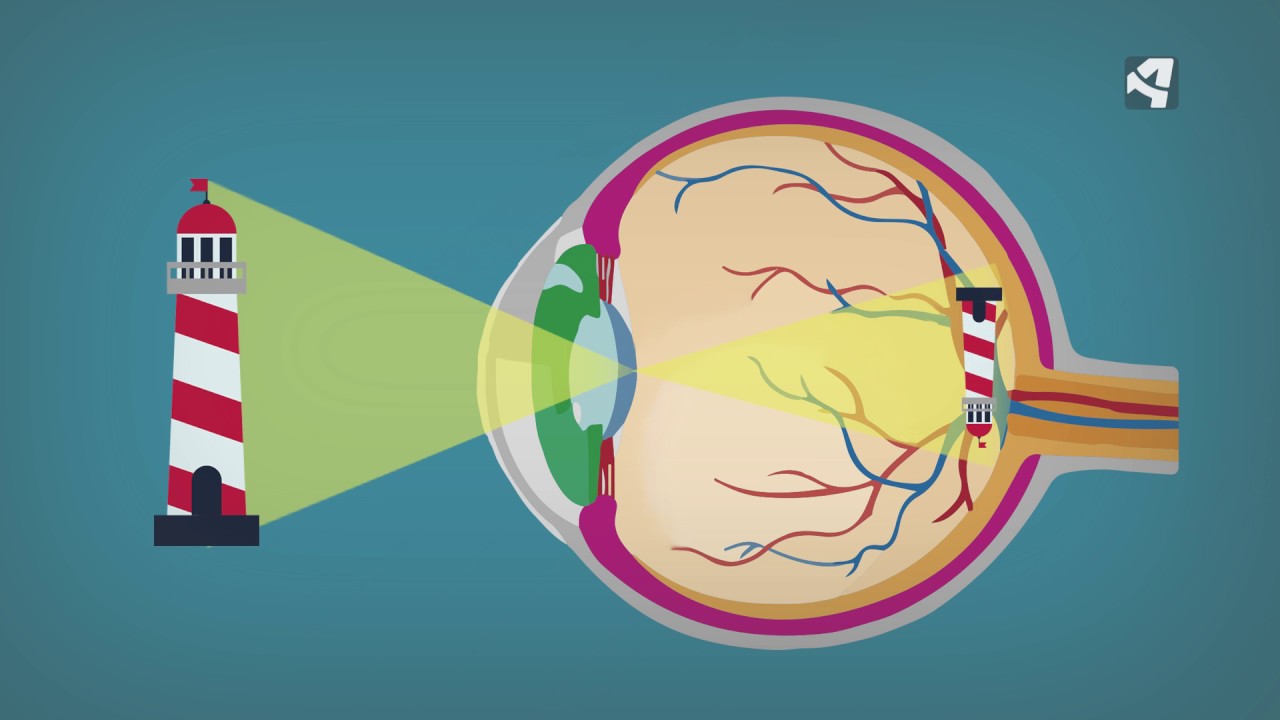 Función de la retina en el ojo humano: ¿Cómo afecta nuestra visión?