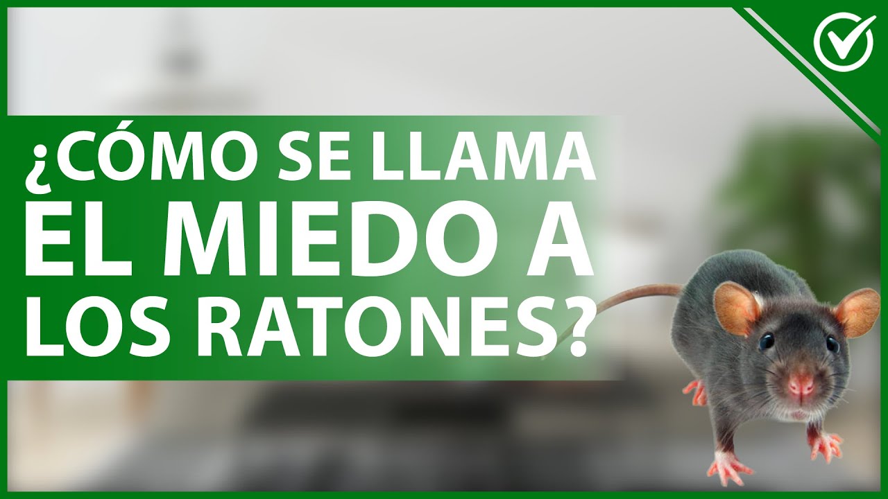 Fobia a los ratones: ¿Cuál es su nombre?